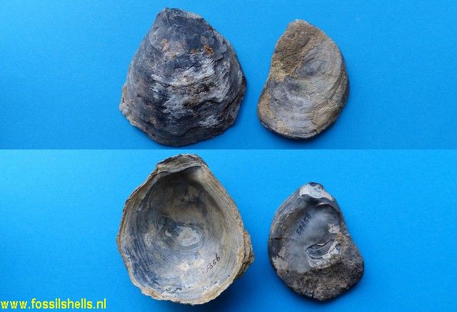 International Fossil Shell Museum - Foundation for the study of shells ...