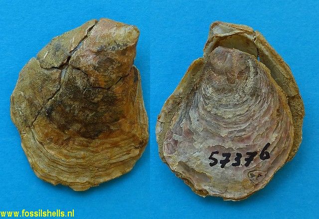 International Fossil Shell Museum - Foundation for the study of shells ...
