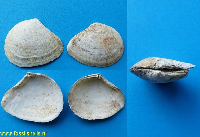 International Fossil Shell Museum - Foundation for the study of shells ...