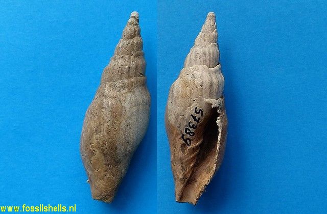 International Fossil Shell Museum - Foundation for the study of shells ...