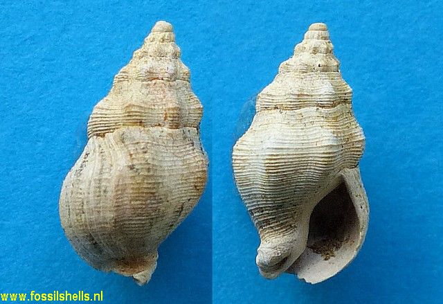 International Fossil Shell Museum - Foundation for the study of shells ...