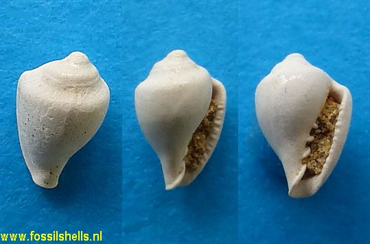 International Fossil Shell Museum - Foundation for the study of shells ...