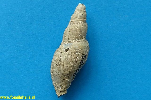 International Fossil Shell Museum - Foundation for the study of shells ...