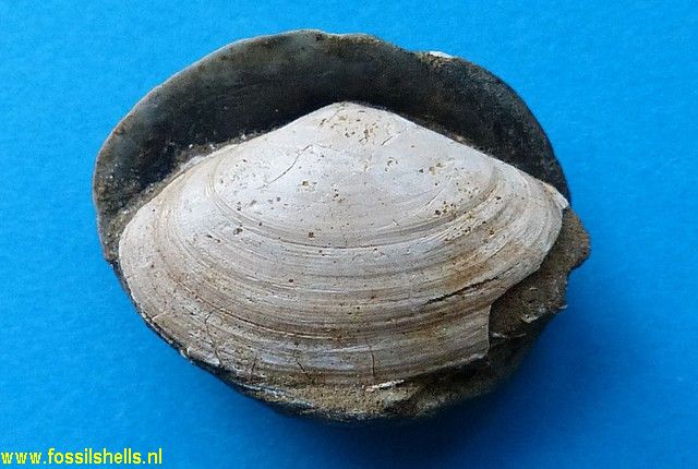 International Fossil Shell Museum - Foundation for the study of shells ...