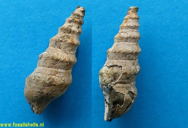 International Fossil Shell Museum - Foundation for the study of shells ...