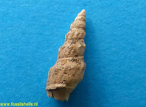 International Fossil Shell Museum - Foundation for the study of shells ...