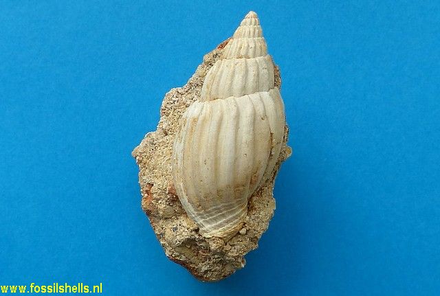 International Fossil Shell Museum - Foundation for the study of shells ...