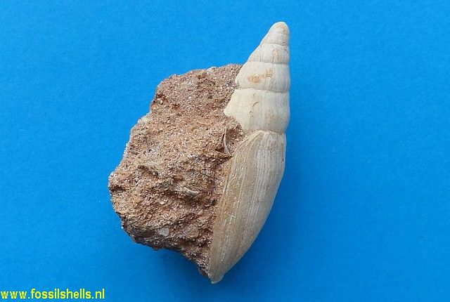 International Fossil Shell Museum - Foundation for the study of shells ...