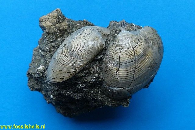 International Fossil Shell Museum - Foundation for the study of shells ...