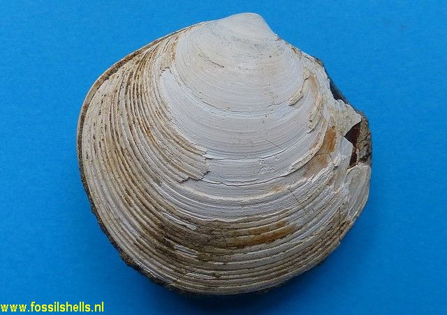 International Fossil Shell Museum - Foundation for the study of shells ...