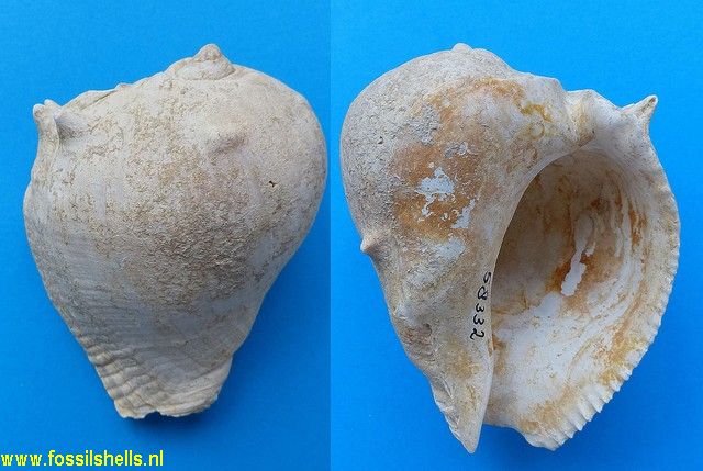 International Fossil Shell Museum - Foundation for the study of shells ...