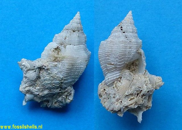 International Fossil Shell Museum - Foundation for the study of shells ...