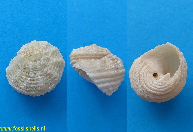 International Fossil Shell Museum - Foundation for the study of shells ...