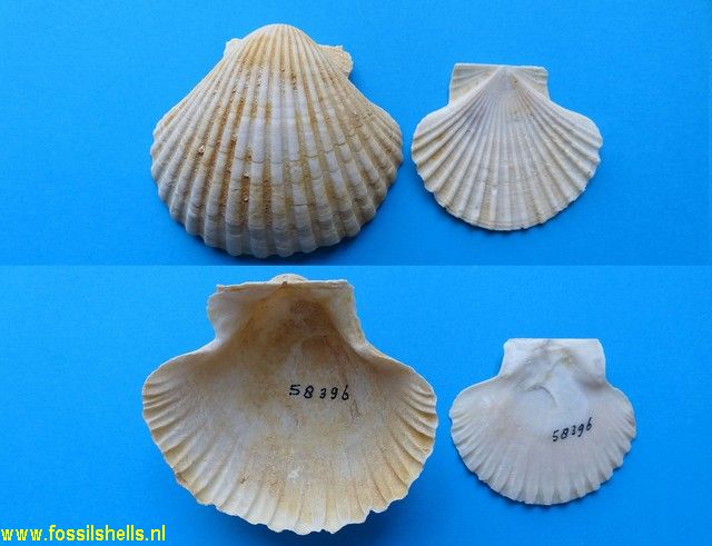 International Fossil Shell Museum - Foundation for the study of shells ...