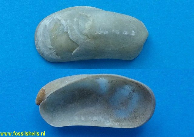 International Fossil Shell Museum - Foundation for the study of shells ...