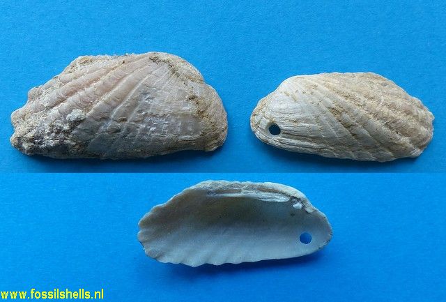 International Fossil Shell Museum - Foundation for the study of shells ...