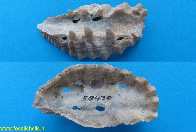 International Fossil Shell Museum - Foundation for the study of shells ...