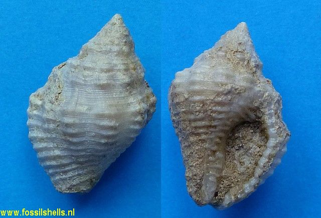 International Fossil Shell Museum - Foundation for the study of shells ...