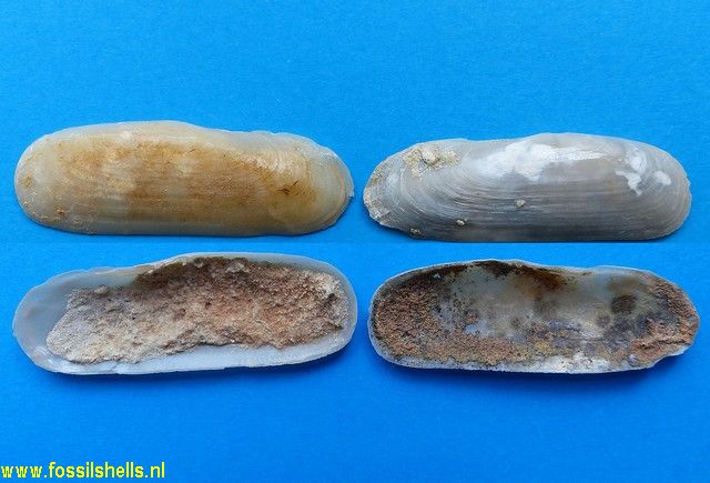 International Fossil Shell Museum - Foundation for the study of shells ...