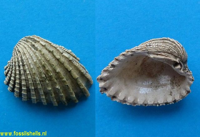 International Fossil Shell Museum - Foundation for the study of shells ...