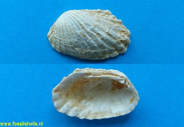 International Fossil Shell Museum - Foundation for the study of shells ...
