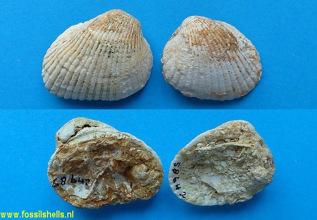 International Fossil Shell Museum - Foundation for the study of shells, fossil and recent