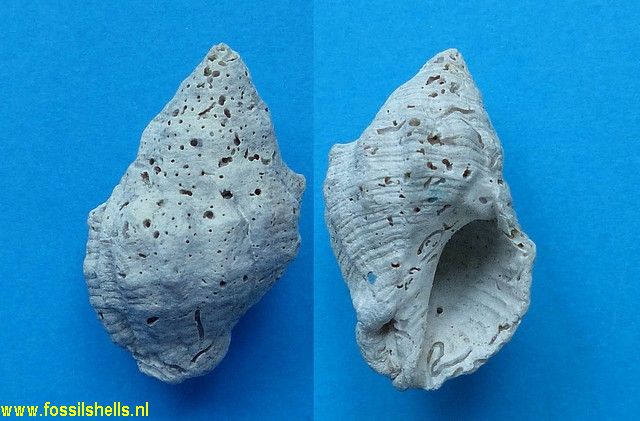 International Fossil Shell Museum - Foundation for the study of shells ...