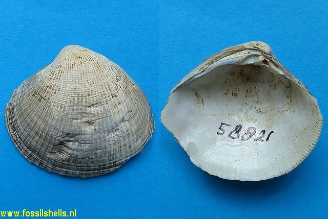 International Fossil Shell Museum - Foundation for the study of shells ...