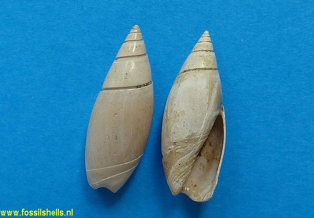 International Fossil Shell Museum - Foundation for the study of shells ...