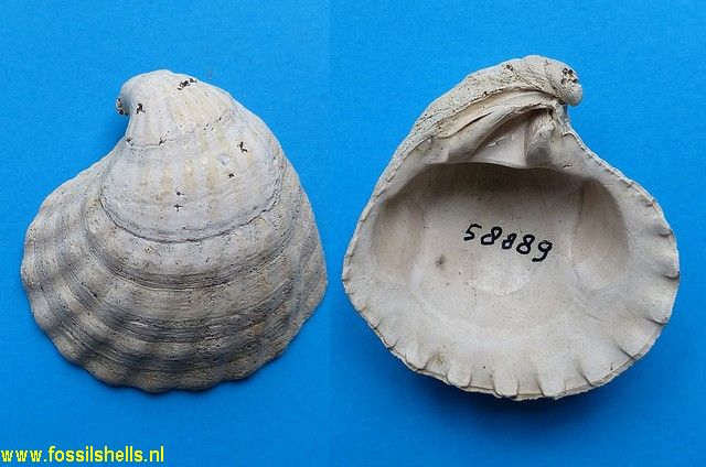 International Fossil Shell Museum - Foundation for the study of shells ...