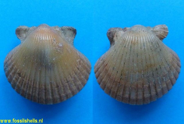 International Fossil Shell Museum - Foundation for the study of shells ...