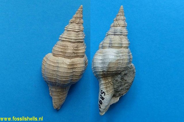 International Fossil Shell Museum - Foundation for the study of shells ...