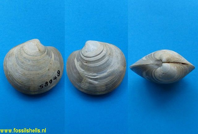 International Fossil Shell Museum - Foundation for the study of shells, fossil and recent