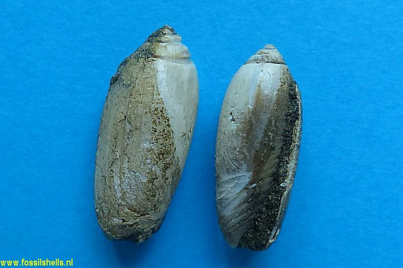 International Fossil Shell Museum - Foundation for the study of shells ...