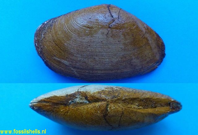 International Fossil Shell Museum - Foundation for the study of shells ...