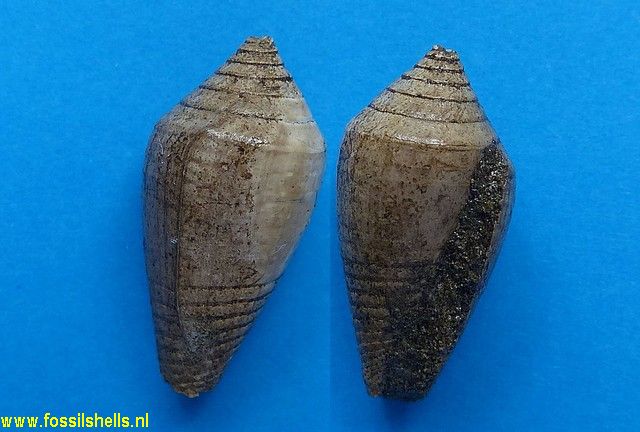 International Fossil Shell Museum - Foundation for the study of shells ...