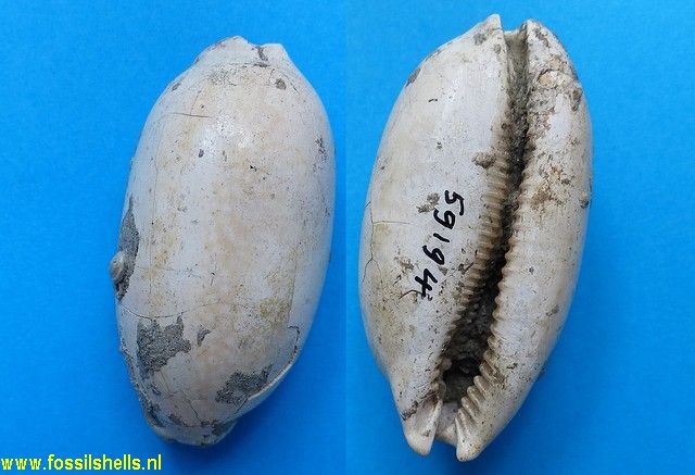 International Fossil Shell Museum - Foundation for the study of shells ...