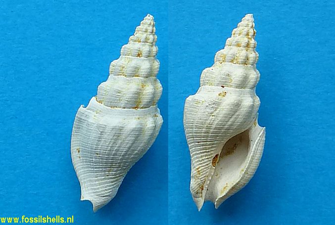 International Fossil Shell Museum - Foundation for the study of shells ...