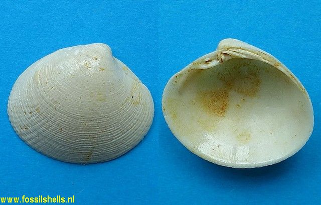 International Fossil Shell Museum - Foundation for the study of shells ...