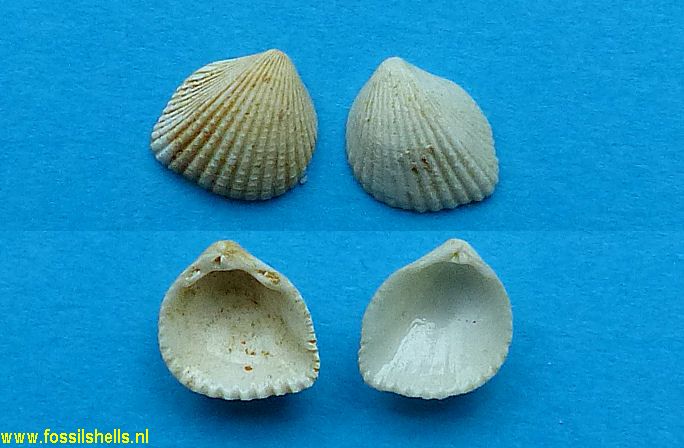 International Fossil Shell Museum - Foundation for the study of shells ...