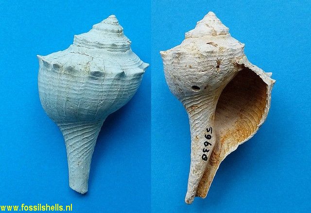 International Fossil Shell Museum - Foundation for the study of shells ...