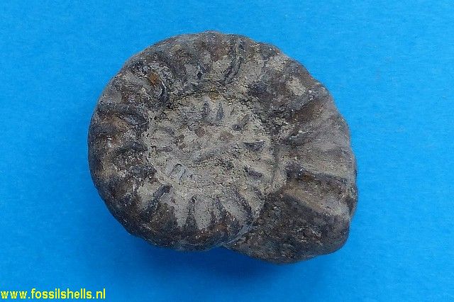 International Fossil Shell Museum - Foundation for the study of shells ...