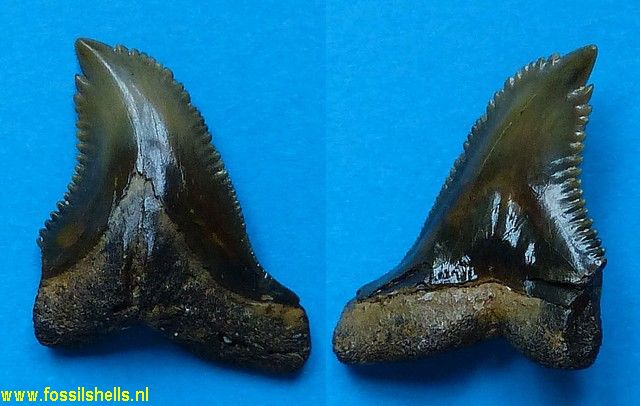 International Fossil Shell Museum - Foundation for the study of shells ...