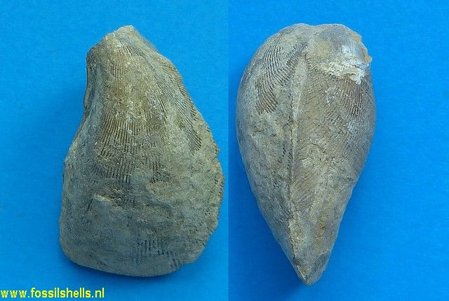 International Fossil Shell Museum - Foundation for the study of shells ...