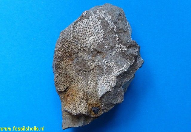International Fossil Shell Museum - Foundation for the study of shells ...