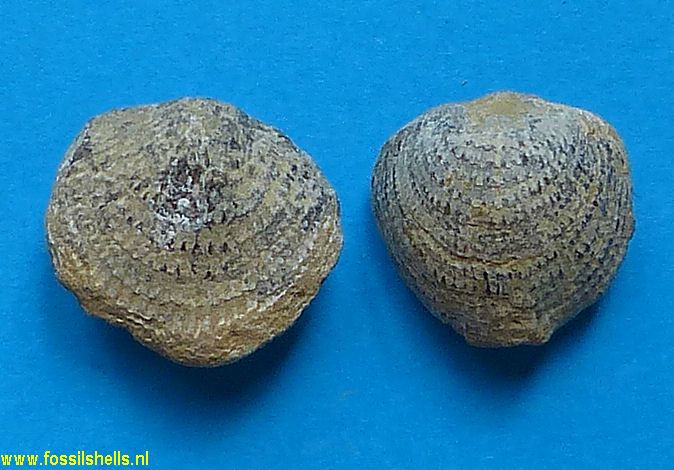 International Fossil Shell Museum - Foundation for the study of shells ...