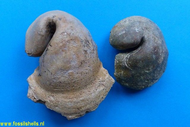 International Fossil Shell Museum - Foundation for the study of shells ...