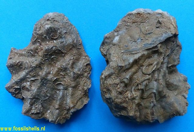 International Fossil Shell Museum - Foundation for the study of shells ...