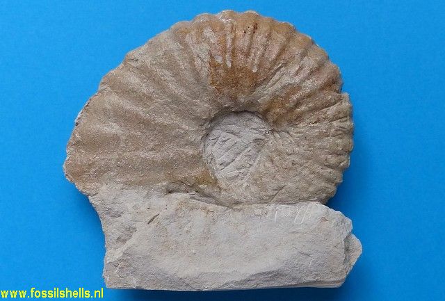 International Fossil Shell Museum - Foundation for the study of shells ...