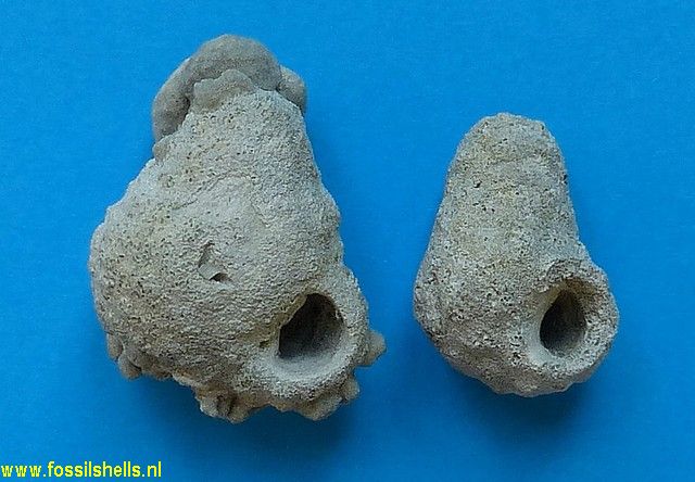 International Fossil Shell Museum - Foundation for the study of shells ...